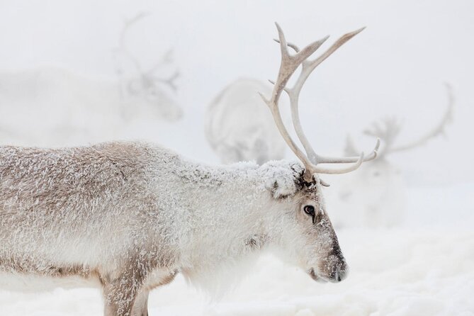 Wild Reindeers Safari + Lunch in Glass Igloo (private service) - An In-Depth Look at This Arctic Escape