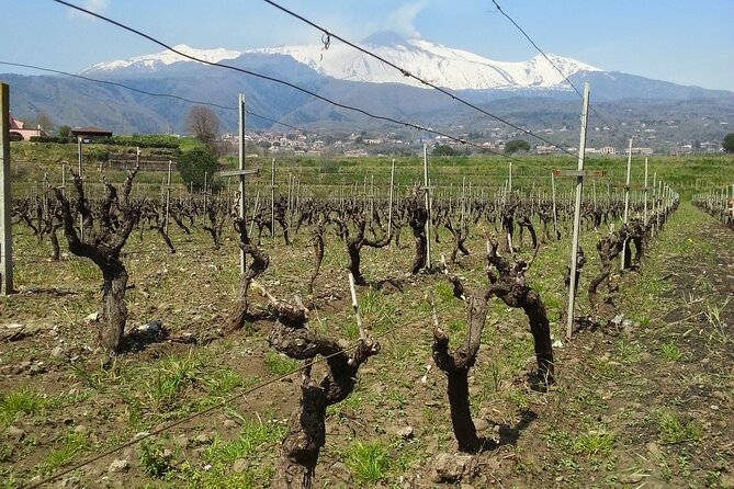 Wine and Lunch Tour - Why This Tour Stands Out