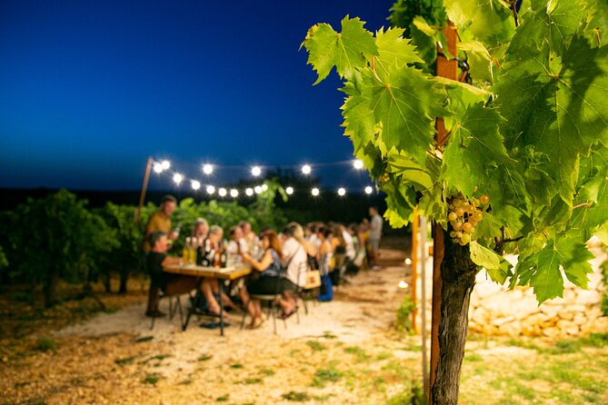 Wine Experience: vineyard, wines and food - Exploring the Vineyard and Its Charm