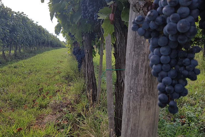 Wine tasting in Montepulciano and visit to Pienza, in Tuscany from Rome - Key Points