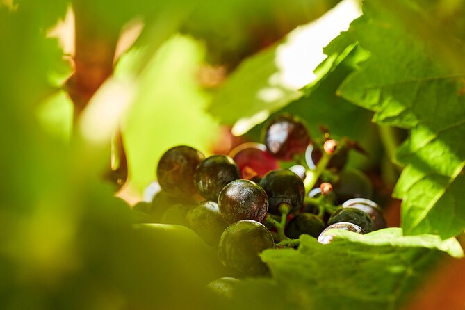 Wine Tasting Tour in Algarve Winery - An In-Depth Look at the Algarve Winery Experience