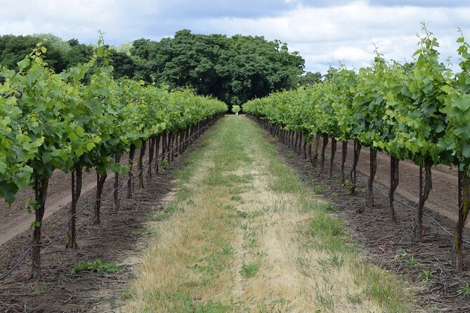 Wine Tour Athens to visit 2 of the most Award-Winning Wineries - What’s the True Value?