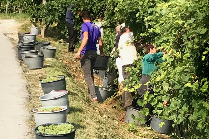 Wine Tour whit wine tasting - Exploring the Prosecco Hills: An Authentic Taste of Veneto