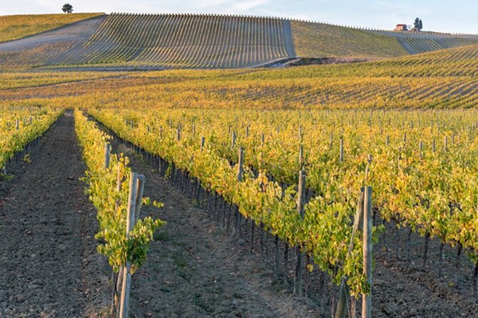 Wine Tuk Tour Siena - What Is the Wine Tuk Tour Siena?