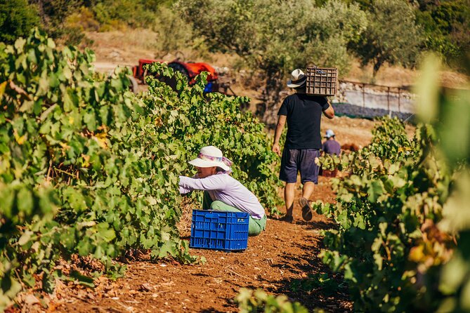 Winery Tour and Tasting in Zakynthos with the Winemaker - An In-Depth Look at the Winery Tour