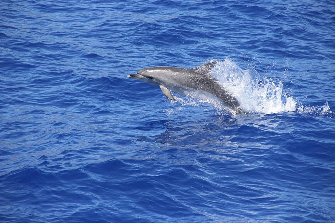Wines Tasting Experience and Skywalk with Dolphin Watching - Key Points
