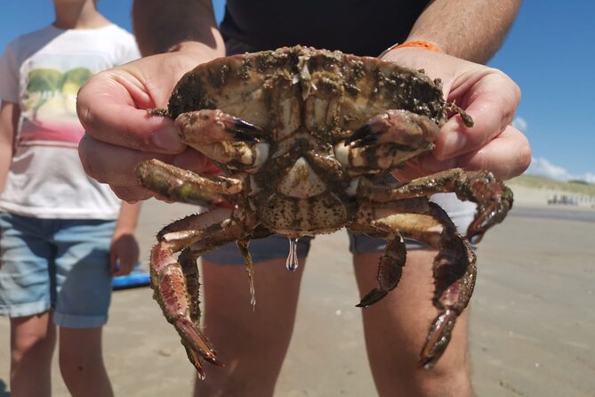 Zeeland Beach safari with Fishnet NL/DE - What Makes the Zeeland Beach Safari Special?