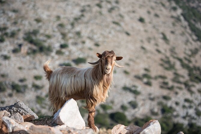 Zeuss Birthplace- Old Villages-Olive Oil Factory- Small Group - Exploring Crete’s Authentic Heart: An In-Depth Review