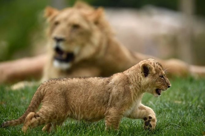 Zoo Of Beauval - Private Trip - A Closer Look at the Experience