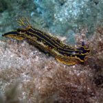 2-Dive Guided Scuba Diving For Qualified Divers - The Dive Sites: What Makes Them Special