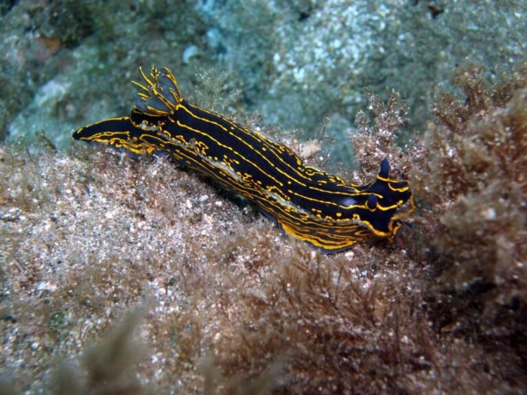 2-Dive Guided Scuba Diving For Qualified Divers - The Dive Sites: What Makes Them Special