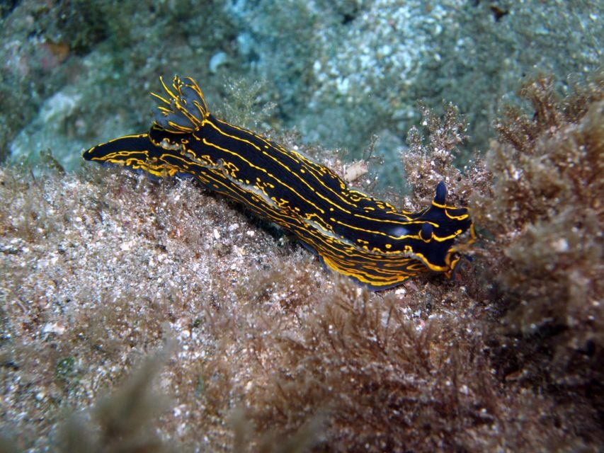 2-Dive Guided Scuba Diving For Qualified Divers - The Dive Sites: What Makes Them Special