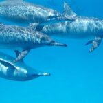 2-Hour Dolphin Sunset Tour from Giardini Naxos - The Bottom Line