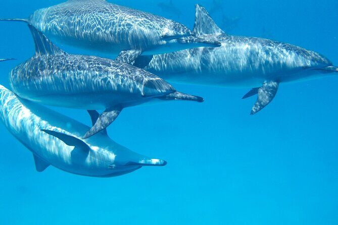2-Hour Dolphin Sunset Tour from Giardini Naxos - The Bottom Line