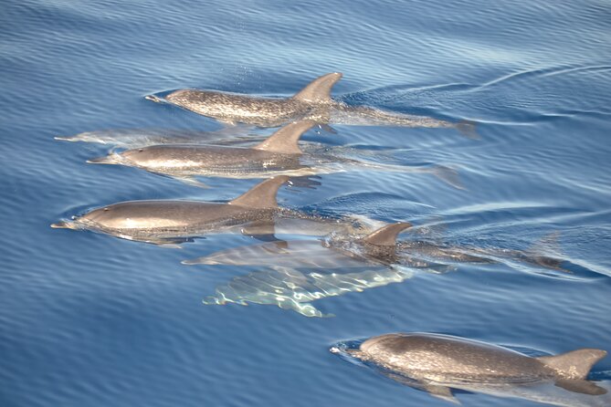 2-Hour Dolphin Watching Experience in Fuerteventura - The Itinerary in Detail