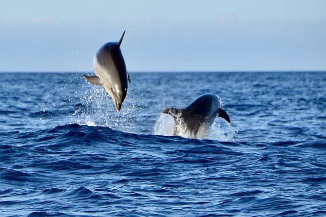 Lanzarote Sea Safari from Puerto calero - Practical Tips for Travelers