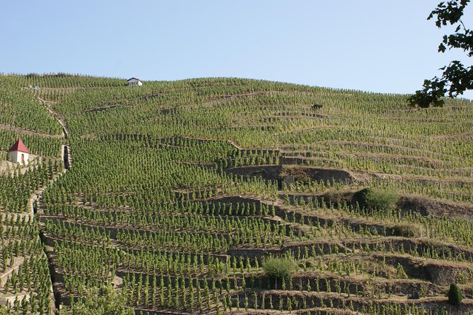 The Original Syrah Wine Tour (2:00 pm - 6:30 pm) - Small Group Tour from Lyon - Highlights for Different Travelers