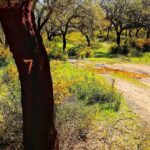 2hr Cork Safari in a Classical Land Rover - What Past Travelers Say