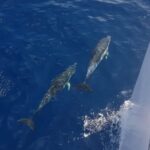 2hrs Dolphins Sunset Sailing Cruise With Drink - What’s Included and What’s Not