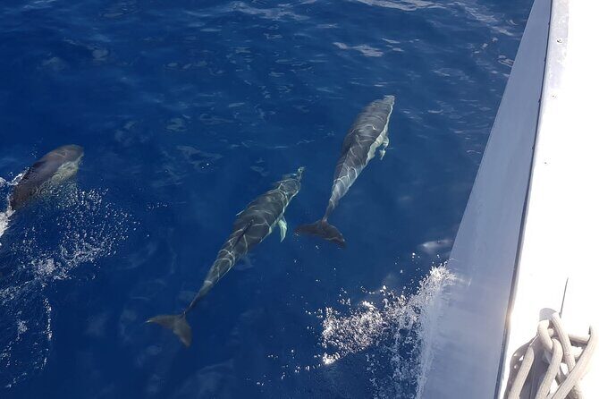 2hrs Dolphins Sunset Sailing Cruise With Drink - What’s Included and What’s Not