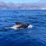 3-Hour Private Tour with Whale and Dolphin Watching - Food, Comfort, and Practical Details