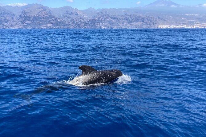 3-Hour Private Tour with Whale and Dolphin Watching - Food, Comfort, and Practical Details