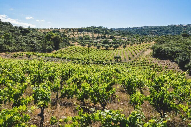 3-Hour Private Wine Tasting in Quinta da Vineadouro with Lunch - To sum it up, this 3-hour private wine tasting in Quinta da Vineadouro is an excellent choice for travelers who crave authentic, scenic, and delicious experiences in Portugal’s Douro region. With top-quality wines, regional cuisine, and a peaceful outdoor ambiance, it offers a genuine taste of Douro’s winning combination of landscape and viniculture. Perfect for wine lovers, foodies, and those seeking a tranquil break, this tour promises memorable moments and a relaxed pace. Just remember to plan your transportation, and you’ll be well on your way to savoring some of Portugal’s finest.