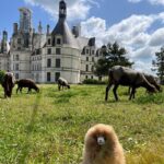 3 Loire Valley Castles and Wine Tasting Private Guided Tour - An In-Depth Look at the Itinerary