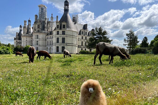 3 Loire Valley Castles and Wine Tasting Private Guided Tour - An In-Depth Look at the Itinerary