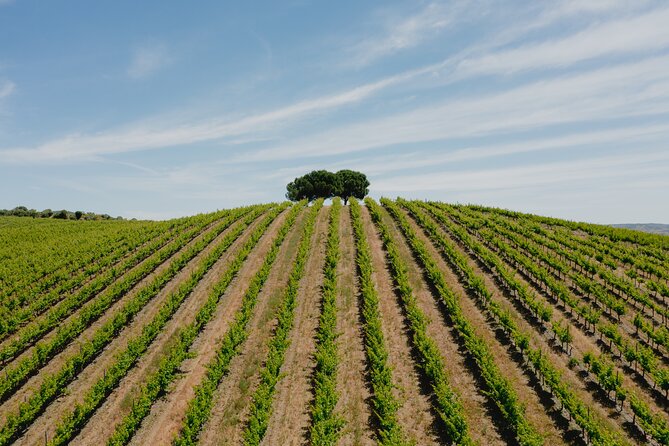 1 Day Wine Tour Around Évora - FAQ