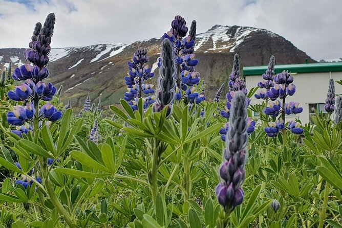 1-Hour Siglufjörður Stroll - FAQ