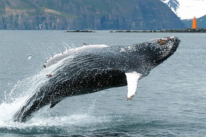 100% Whale Watching - The Sum Up