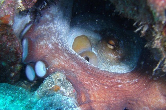2 Dive Package for Qualified Divers in Gran Canaria - FAQs