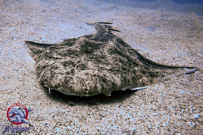 2 Diving Sites Scuba Diving Package in Gran Canaria - Who Will Love This Tour?