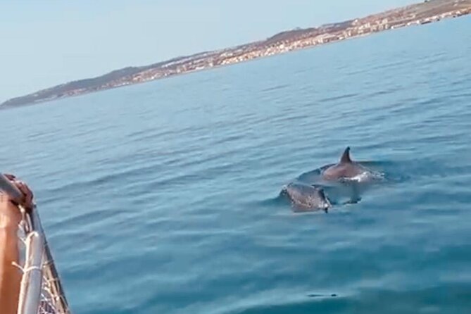2-hour excursion in search of dolphins/drinks and snacks - Authentic Experiences and Genuine Praise from Travelers