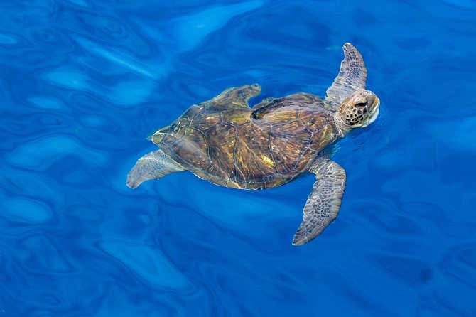 3 Hours All Inclusive Whale and Dolphin Whatching Yacht Trip - The Practical Side: What to Expect