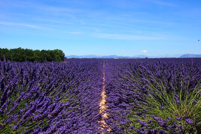4-Hour Lavender Fields Tour in Valensole from Aix-en-Provence - The Village of Valensole: a charming stopover