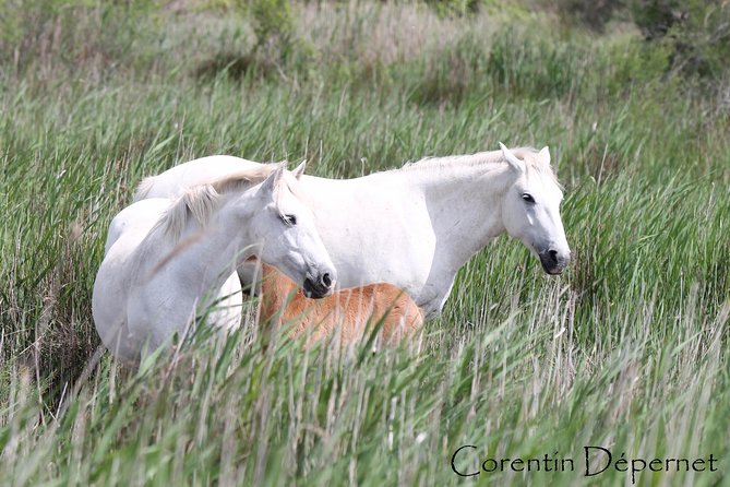 4x4 Camargue Safari 4h - Private Tour - Departure from Arles - The Sum Up