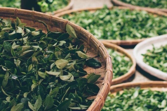 90minutes Tea Preparation and Tasting Experience in Como - Who Will Love This Tour?