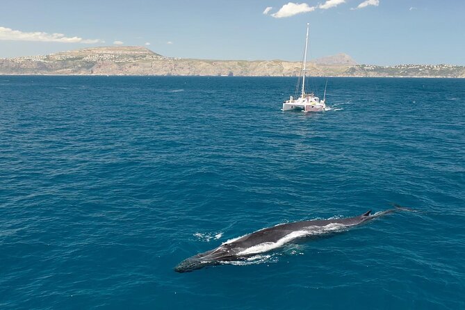A day at sea from Dénia or Jávea with Barbecue aboard the Catamaran - The Value of This Tour