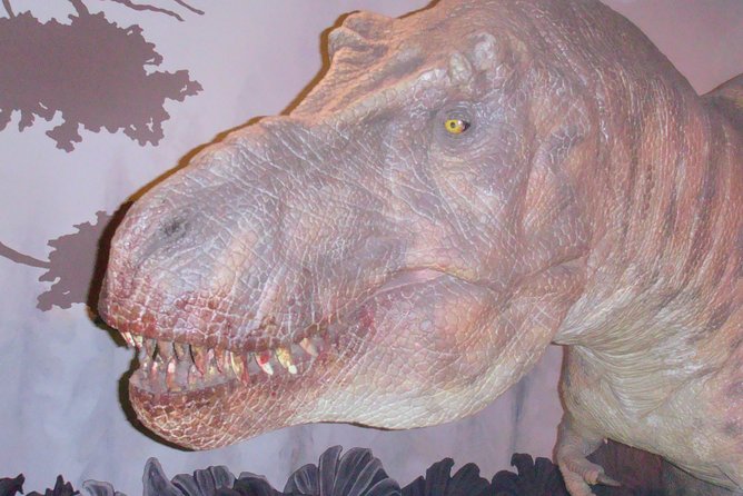 A Day at the Museum - Natural History Museum London - Real-World Experiences from Past Visitors