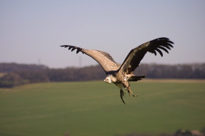 Admission Pass to Eagle Heights in Kent - FAQ