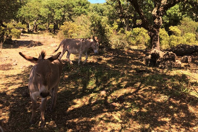 Alghero: Jeep tour to discover nature and breathtaking landscapes - The Value of This Tour