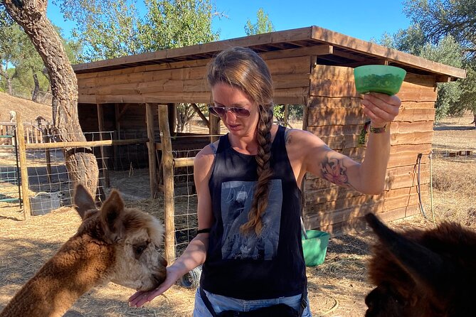 Alpaca Meet and Feed in Grândola - Authenticity and Friendly Service