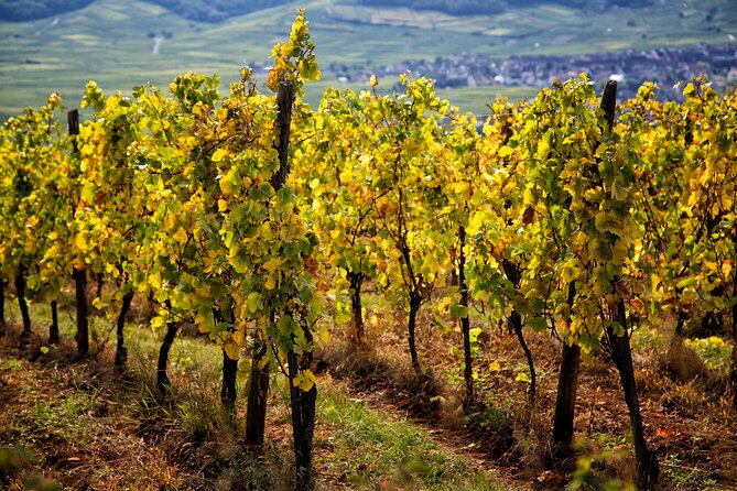 Alsace Wine Route Wineries & Tasting Small Group Guided Tour from Strasbourg - Lunch Break in a Picturesque Village