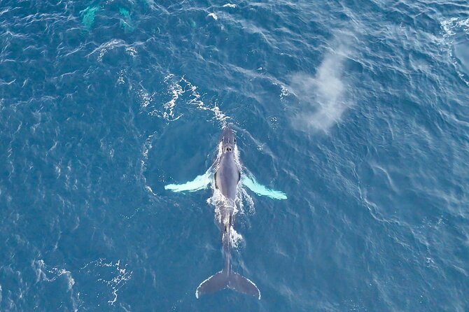 Alta Fjord Whale Watching on a Heated Boat - The Itinerary Breakdown