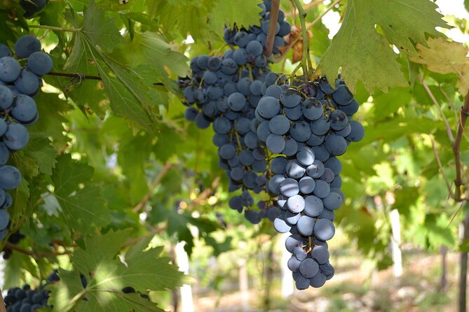 Amarone Della Valpolicella Wine Experience - Meet the Vogadori Family - The Practical Side: What You Need to Know