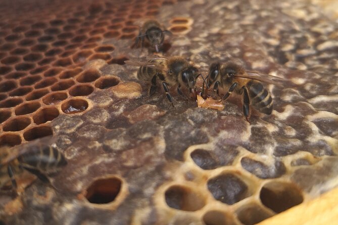 Amazing experience with Bees, honey and Pollen in Madeira Island - FAQ