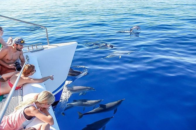 Among Whales Dolphins and Volcanoes Full Day Tour With Lunch - The Value and Who It’s Perfect For