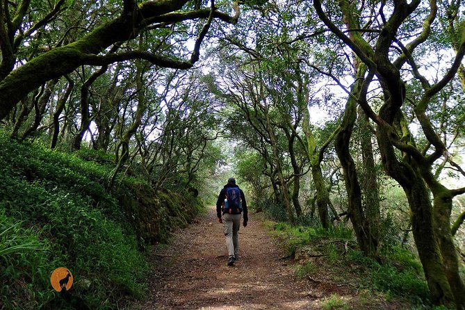 An adventure through the Forest and Palace of Bussaco - Coimbra - Final Thoughts: Is This Tour Right for You?